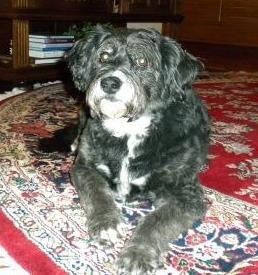 Meet Daisy the Office Dog